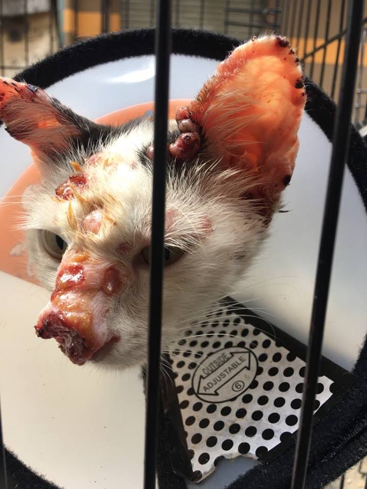 CARA MERAWAT SPORO KUCING | Cerita Budak Sepet