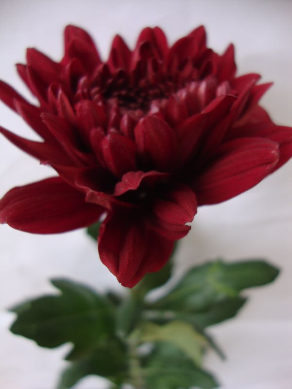 Terkeren 23+ Gambar Bunga Krisan Merah - Gambar Bunga Indah