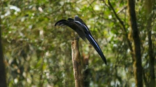 Most Terrifying & Amazing Creatures on Earth....: Black Sicklebill Bird ...