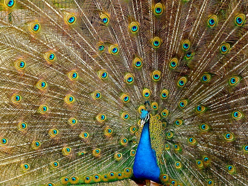 PEACOCK FACTS |The Garden of Eaden