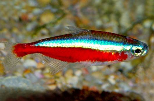 Neon Peixe de Cores Exuberantes Saiba mais sobre essa belezinha