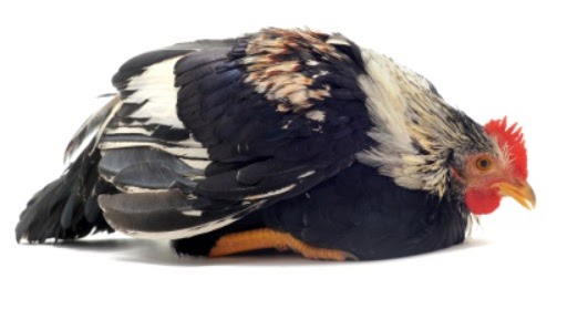 MAGONJWA YA KUKU NA TIBA ZAKE