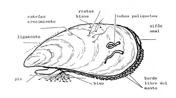 Biología y Geología de 4º ESO: El mejillón, por dentro y por fuera
