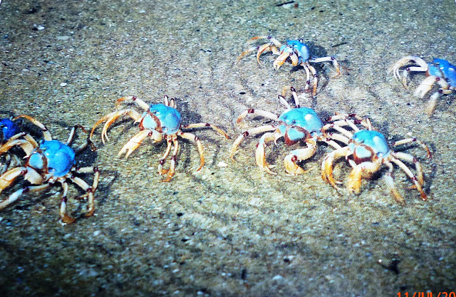 BEAUTIFUL SEA ANIMALS AND CORALS: Soldier Crab (Mictyris longicarpus)