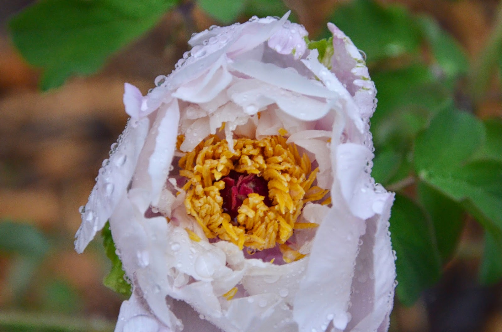 Southern Peony: 2014 First Tree Peony Bloom Ever! Peony 'Fragrant Jade'