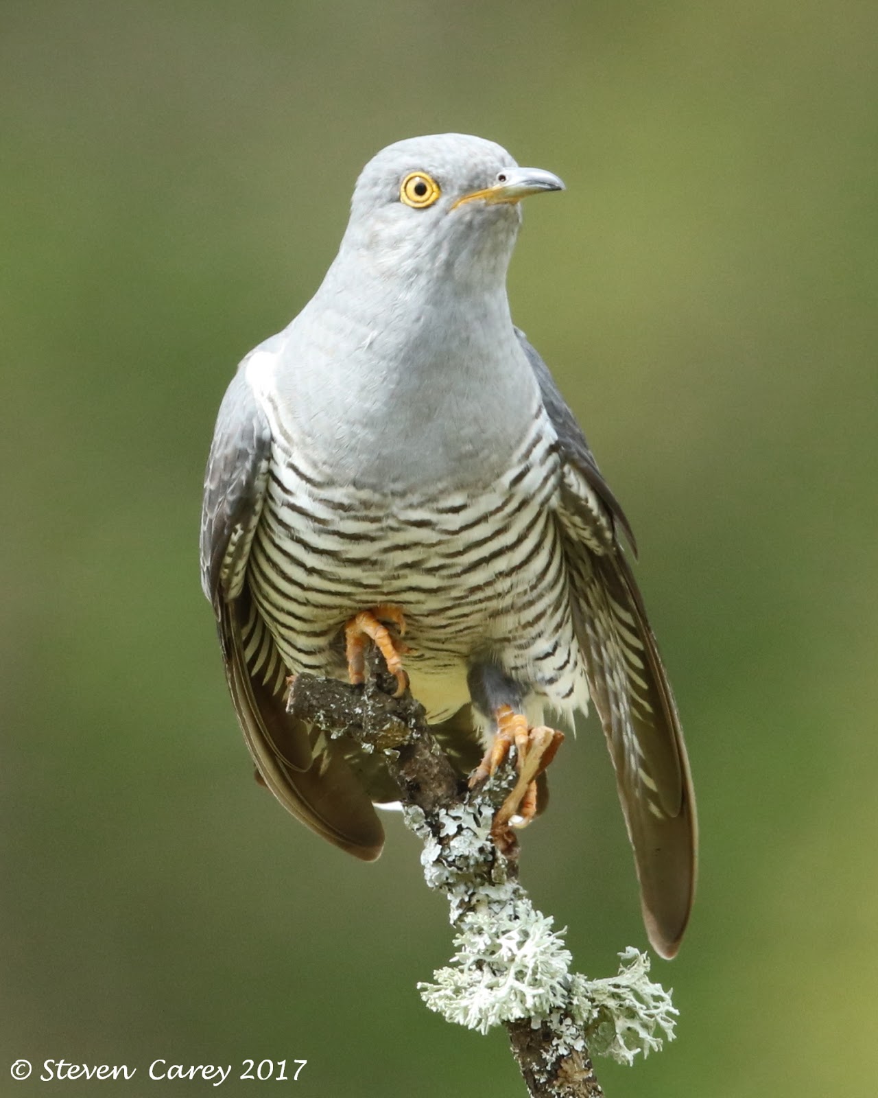 Steve Carey Bird Photography: Cuckoo (Cuculus canorus)
