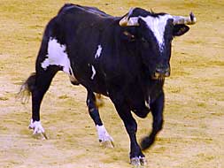 ODYSSEUS TRUNK: Raton - The Killer Bull - Valencia, Spain