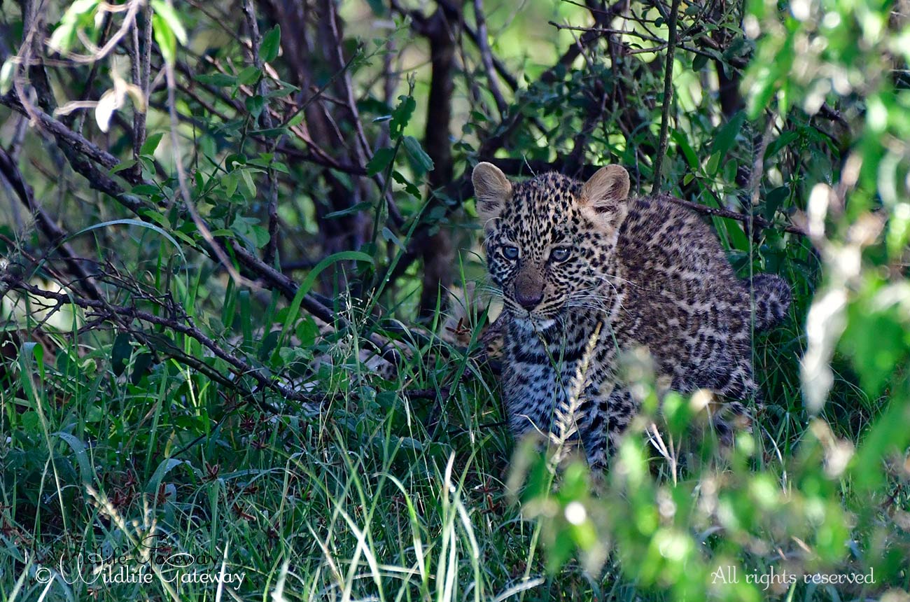 WILDLIFE GATEWAY: Amour de léopard