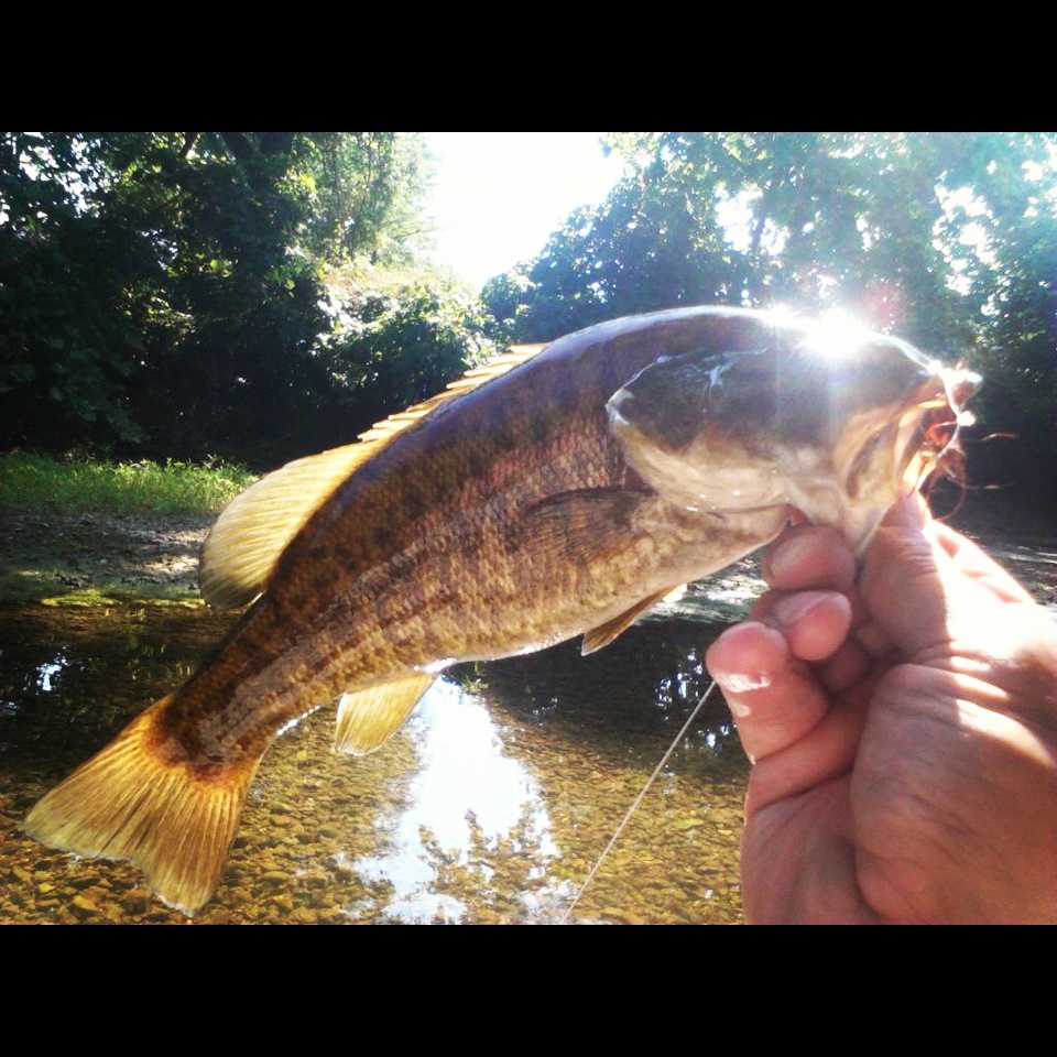 BUGGIN' OUT.: Fishing the Lies - Fly fishing for smallmouth bass
