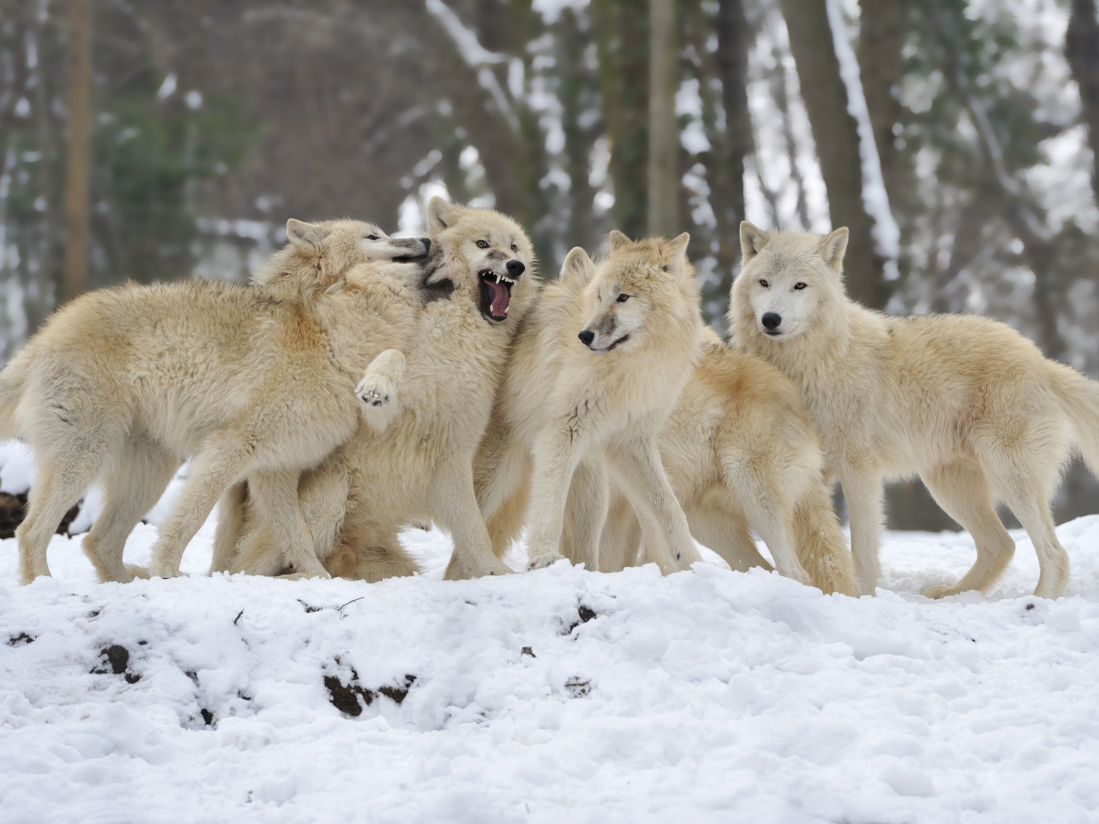 ΛΥΚΟΙ photos - wallpapers (ανανεωμένο) | the fun bank