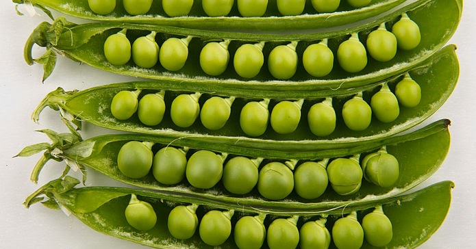 HOW TO COLLECT AND PREPARE PEAS FOR PROPAGATION |The Garden of Eaden