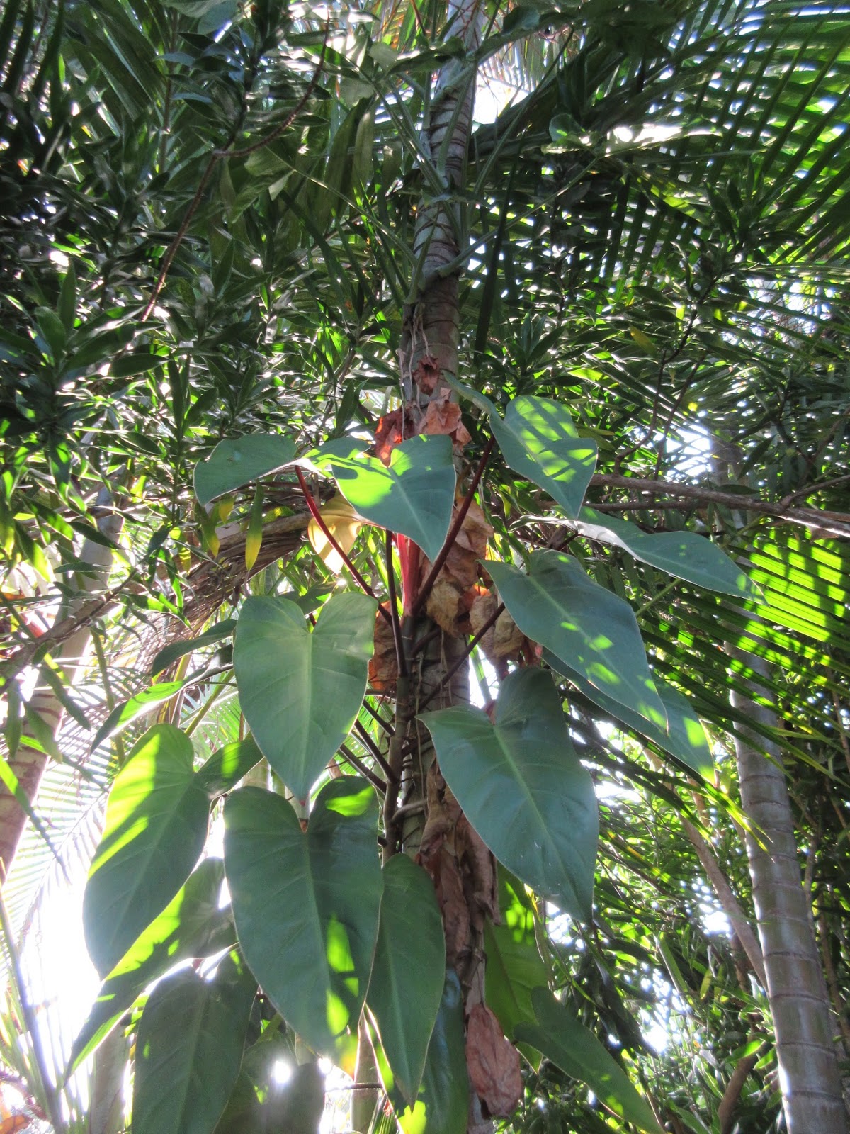 Robert's Tropical Paradise Garden