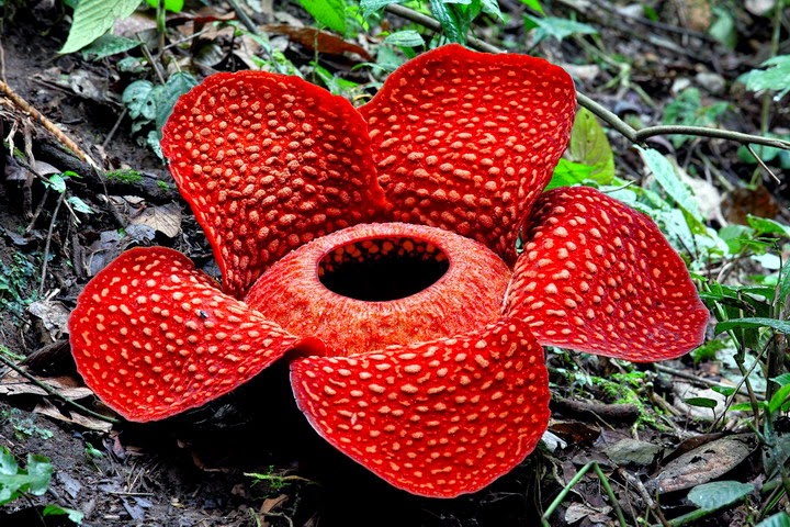 10 Fakta tentang Rafflesia arnoldii, Bunga Langka Berbau Busuk | KASKUS