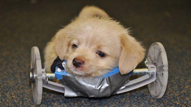 Tumbles, el perrito que nació sin sus patas delanteras pero no deja que ...
