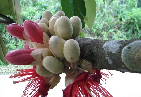 alamcyber 2020: DURIAN ISI MERAH MENJADI TUMPUAN RAMAI