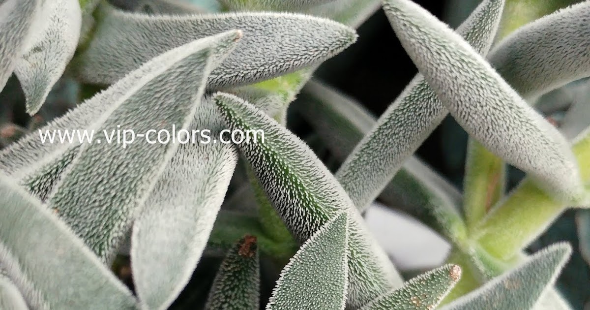 Vademecum Interesting Plants: Crassula tenelli - Grubosz tenelli