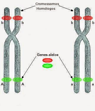 Biologia: Alguns termos e expressões usados em Genética