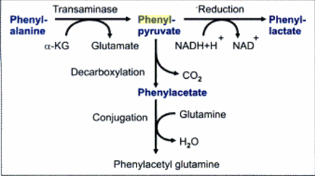 Phenylketonuria: Metabolism