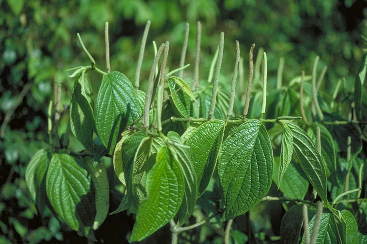 Flora de Puerto Rico Ilustrada Papo Vives: PIPERACEAE PIPER HISPIDUM