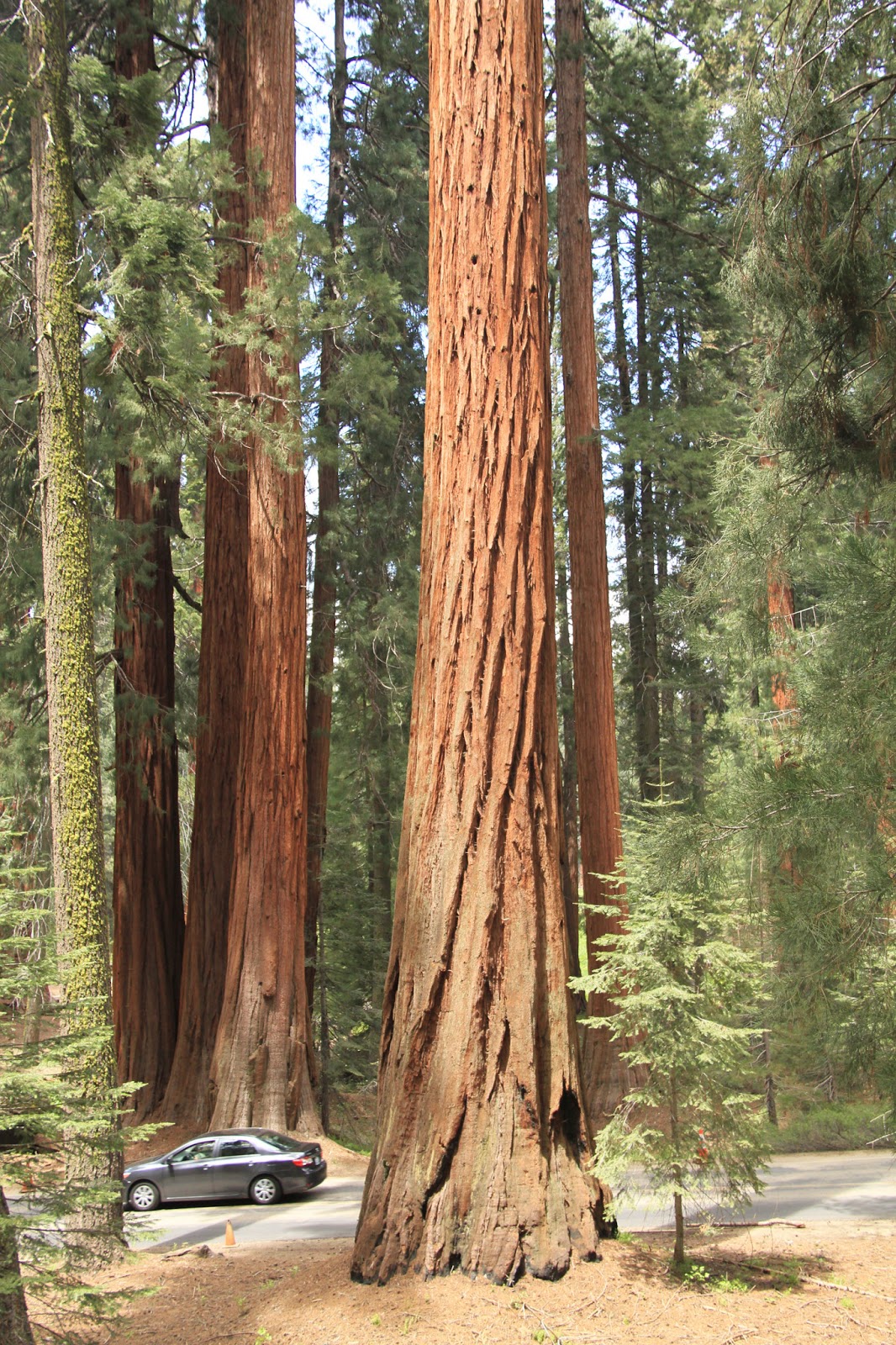 TABARNAK!: SEQUOIA