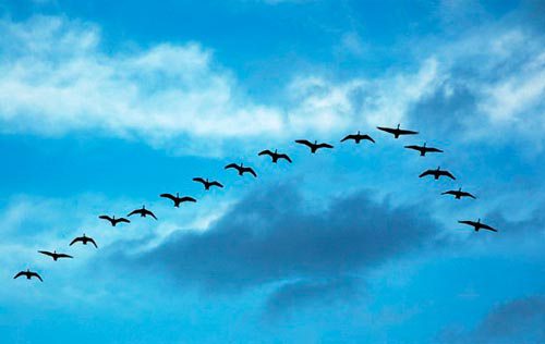 SULPOST: Por quê aves voam em bando formando um V?