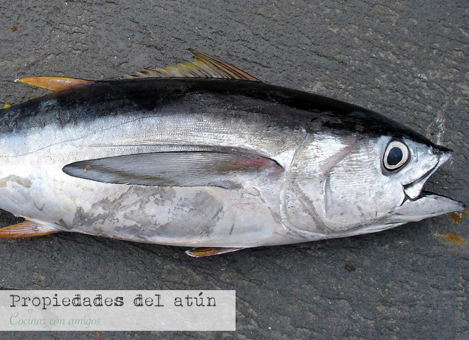 Beneficios y recetas con atún | Cocinar con amigos
