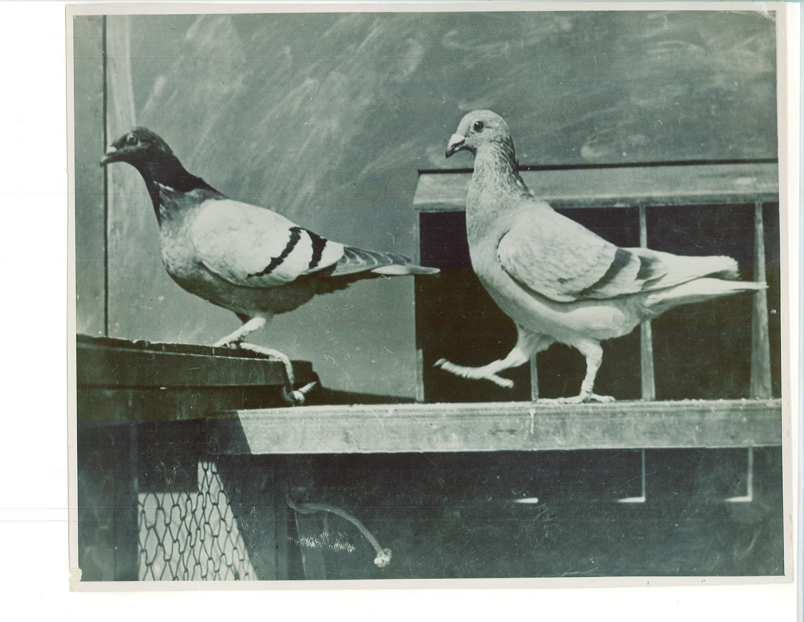 World War 2 History and the WW2 Pigeons: War Pigeons: Yank, Lady Astor ...