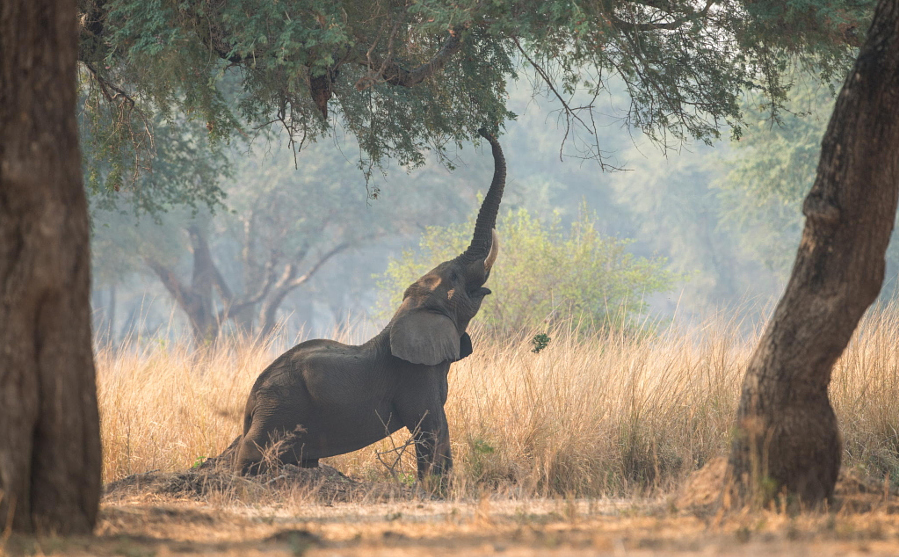 25 breathtaking photos of elephants ~ Amazing