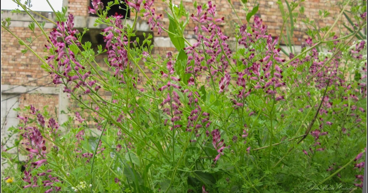 Lumea văzută din Turda: Fumăriță (Fumaria officinalis)