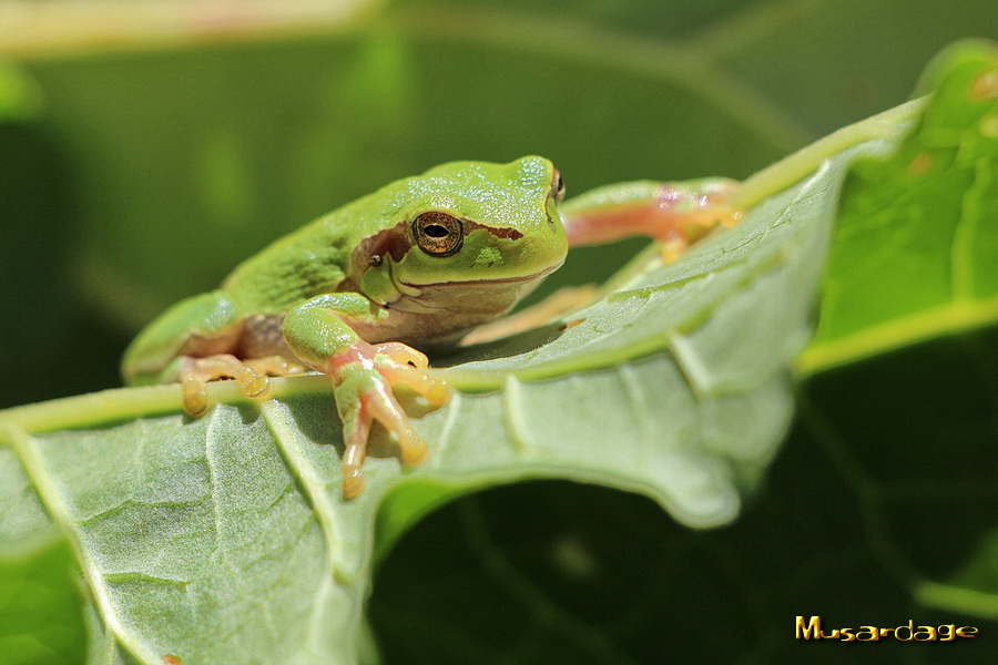 Rainette au jardin | Musardage du côté de Trégunc