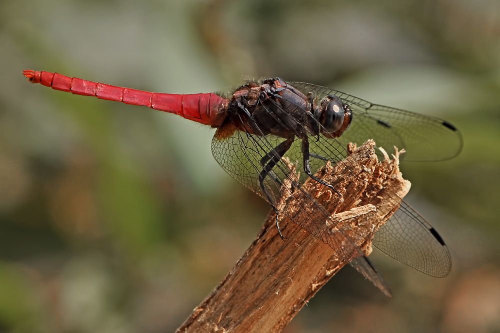 Odonata of Thailand Checklist | BugsAlive
