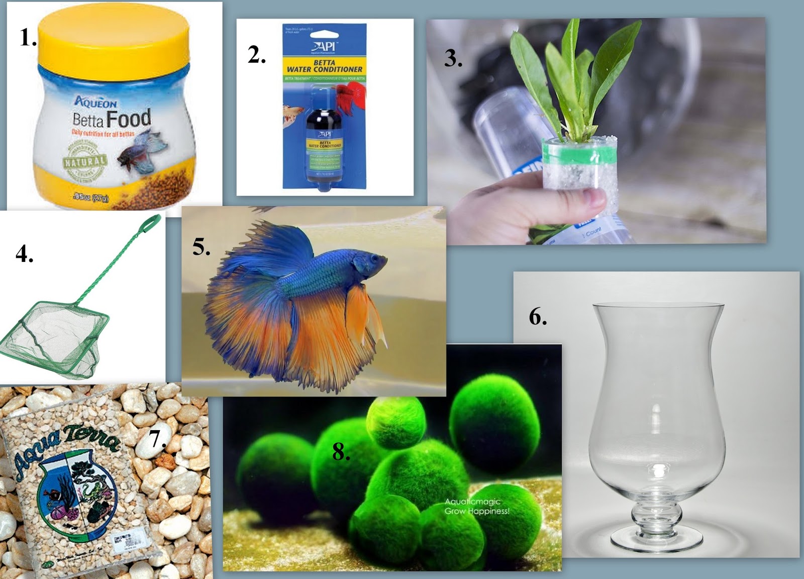 The Perfect Gift for an Animal Lover - A Betta Fish Bowl | Barnaclebutt