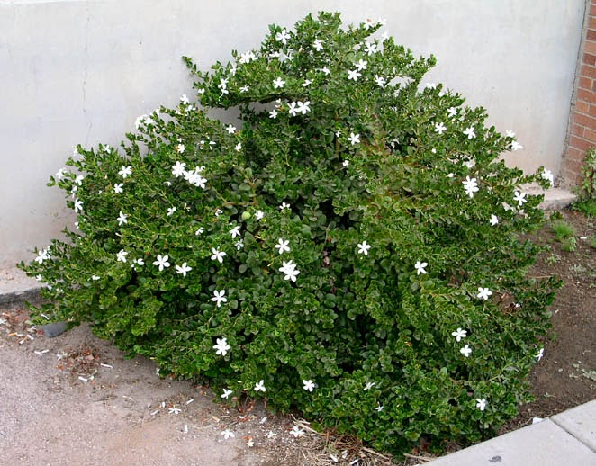 Home And Garden : Carissa macrocarpa