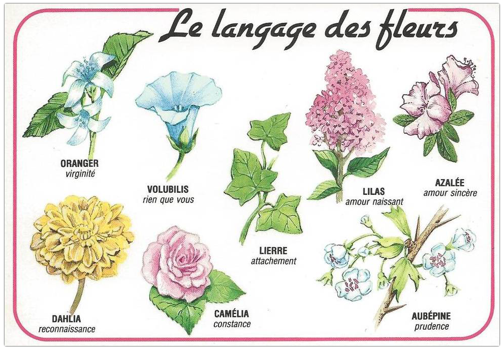langage des fleurs