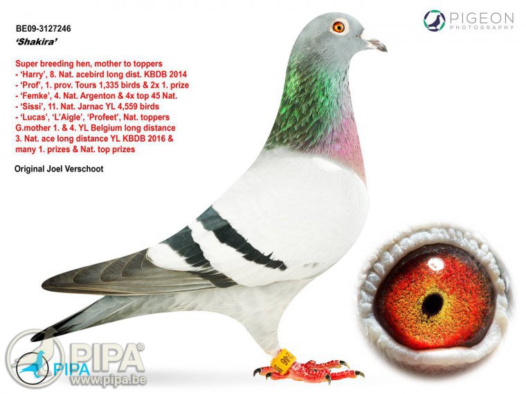 racing pigeons nieripigeons : Nuevo Record ARMANDO...final: Joël Verschoot