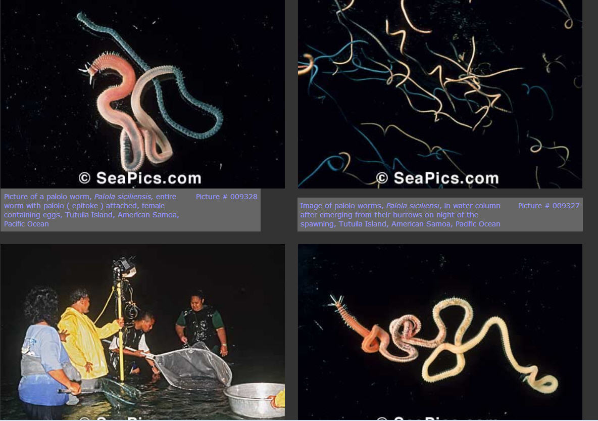 Susie Says: Caviar of the South Pacific: Palolo Worms