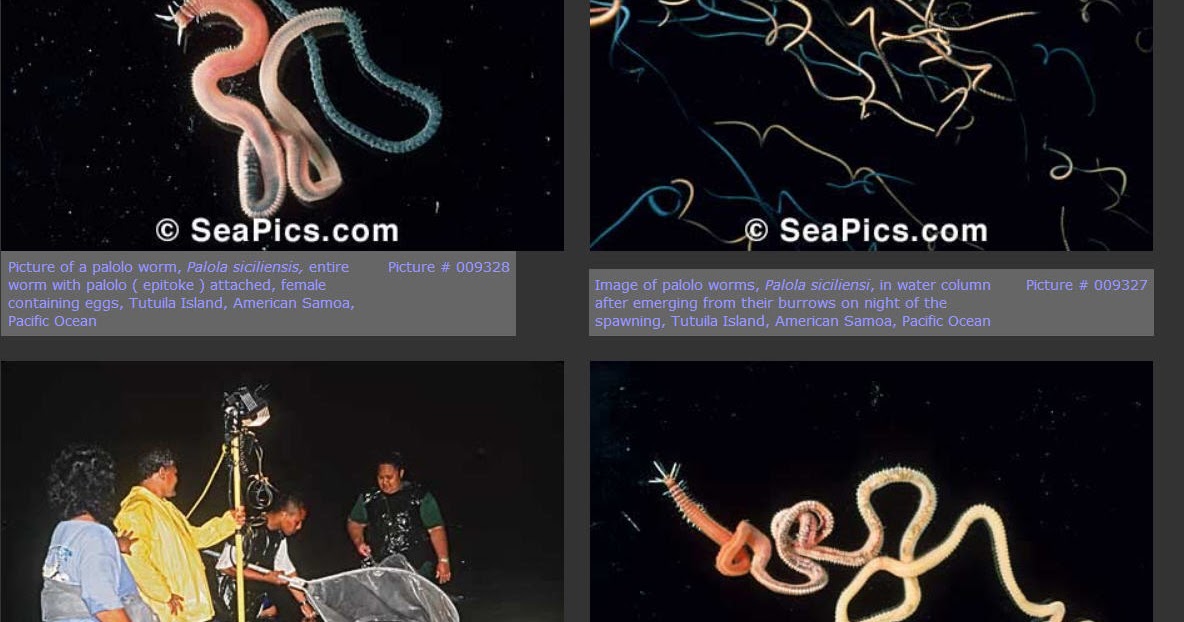 Susie Says: Caviar of the South Pacific: Palolo Worms