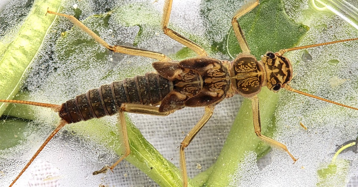 Aquatic Insects of Central Virginia: The Skwala: Large Springfly ...