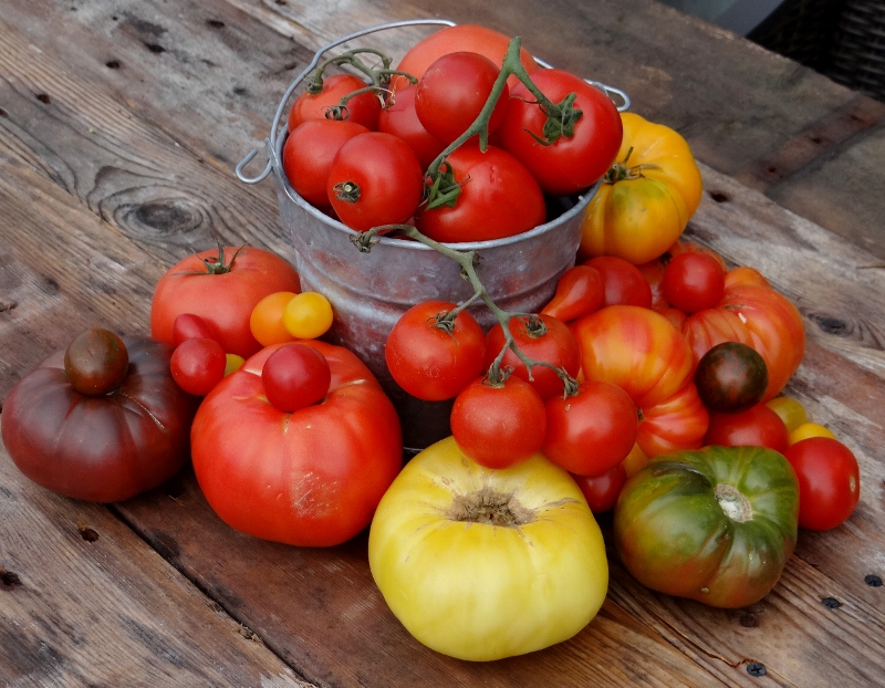 ...a quiet life...: a little more tomato love...
