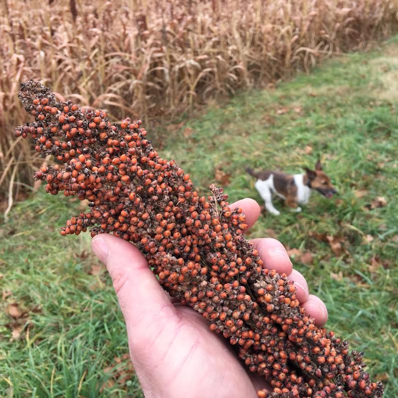 Terriermans Daily Dose Sorghum