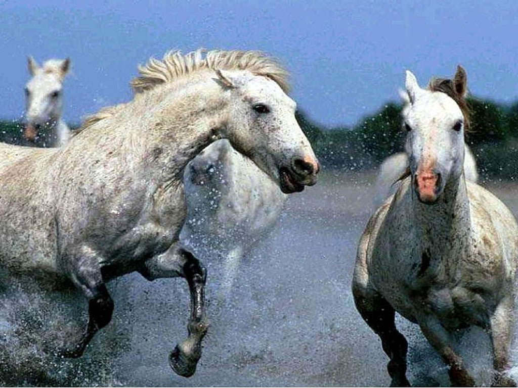 18 Curiosidades sobre los caballos - Curiosidades