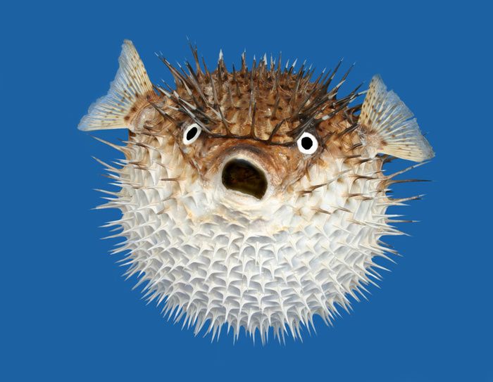 Nature Spiny Puffer: The Amazing Stomach of the Spiny Puffer(The ...