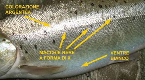 Inuit del Lario: LA TROTA LACUSTRE