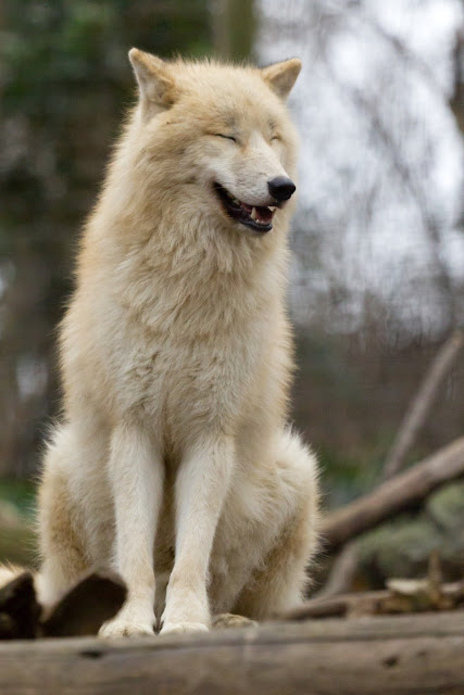 White Wolf : 17 Pictures Of Happiest Wolves Who Show The Best "Smiles"