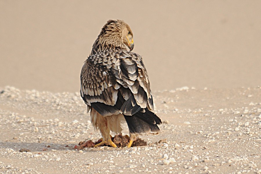 Birds of Saudi Arabia: Eastern Imperial Eagle - North of Jabal Nayriyyah
