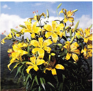 garden design: Flowers Leli