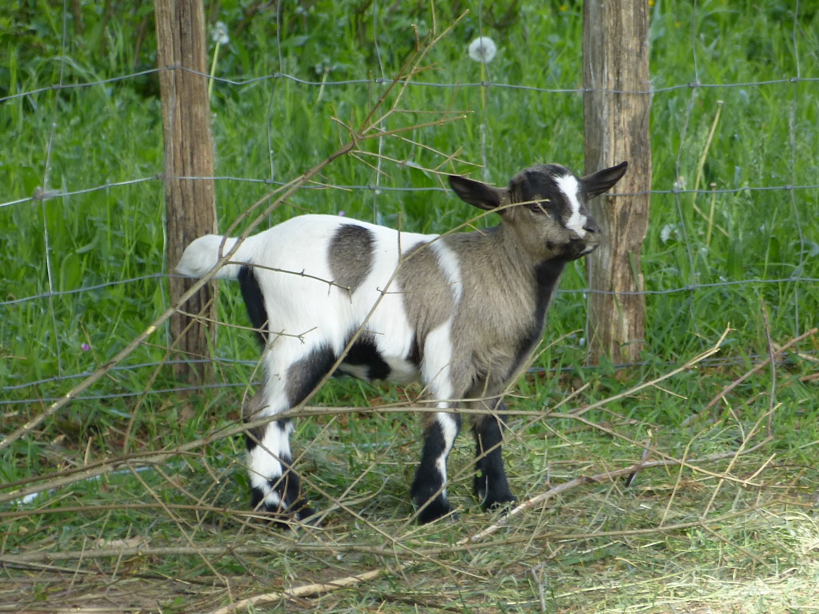 LE MAXIMUM: Bébé chèvre