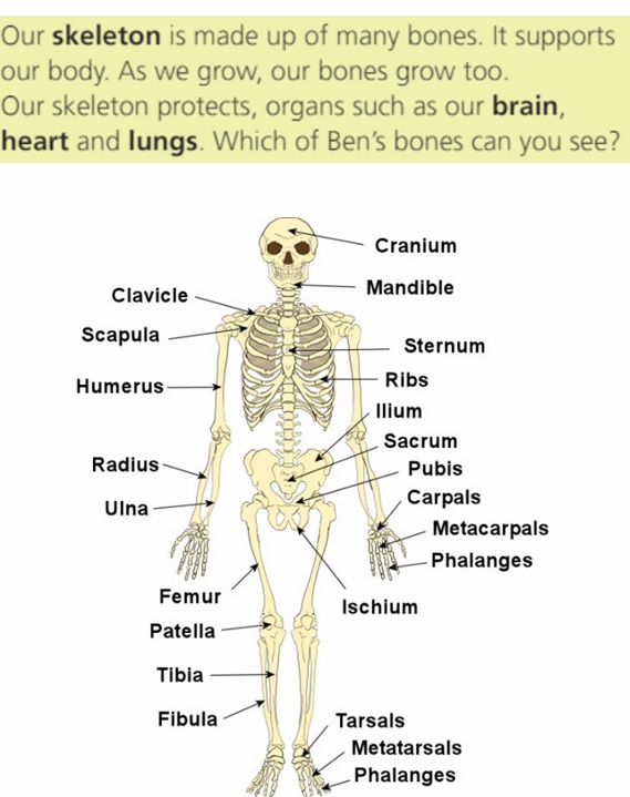 Cool English for Second Graders: NATURAL SCIENCE. UNIT 2: HOW MY BODY ...