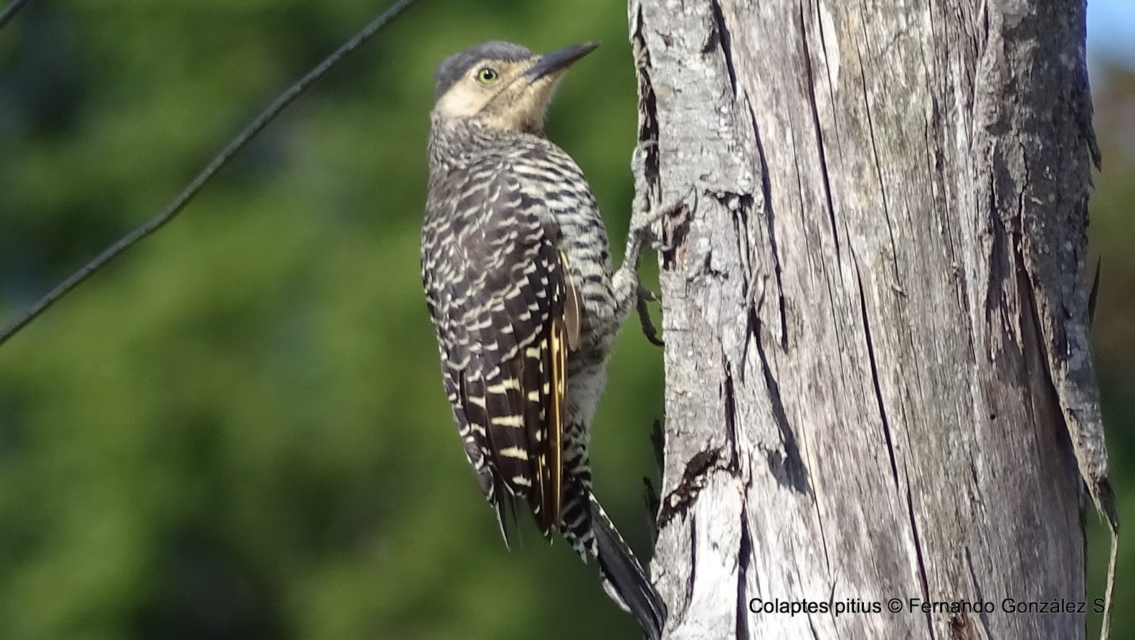 Aves del Sur de Chile: Puerto Montt y alrededores: Aves de Chile... Mis ...