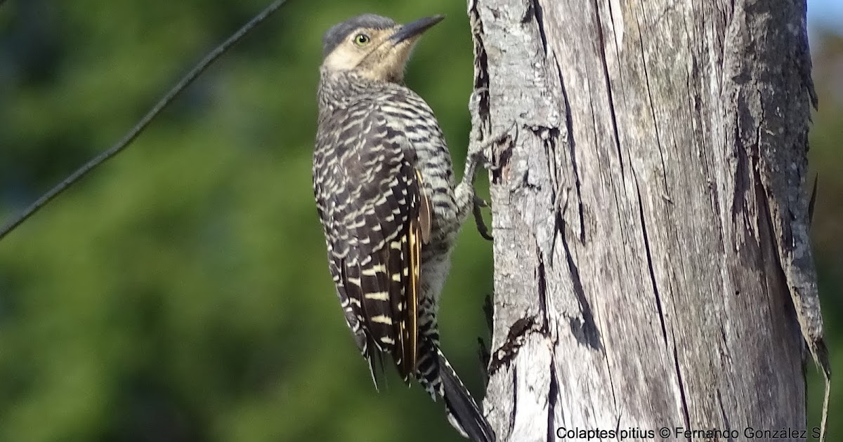 Aves del Sur de Chile: Puerto Montt y alrededores: Pitío - Colaptes ...
